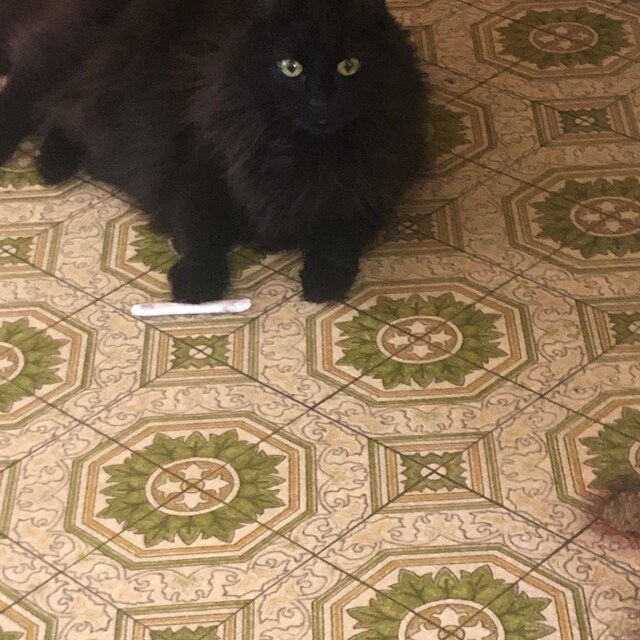 Stark Raving Cat Catnip Joints hip gifts for by StarkRavingCat