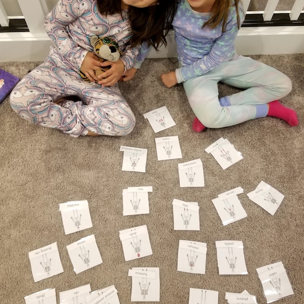 HUMAN SKELETON • Montessori Cards • Flash Cards • Three Part Cards ...