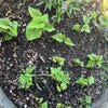 Hannah White Organic Seed Sweet Potatoes Yam Potato Tubers Heirloom Non ...