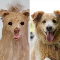 Custom Pet Stuffed Animals: Photo of Pet Into Custom Stuffed Animal ...