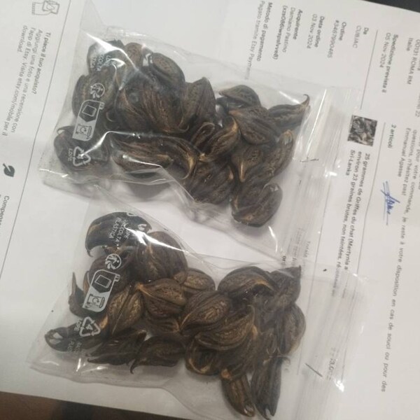 25 Grams of Red Seeds (adenanthera Pavonina) or Approximately 96 Seeds ...