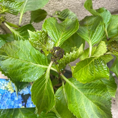 Rose 'fantastic at 60' Happy Birthday Rose Gift Wrapped With Huge Bow ...