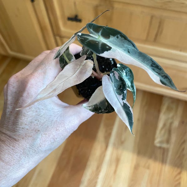 Live House Plant Bloom Fuchsia African Violet Harmony’s ‘vat Real Life ...