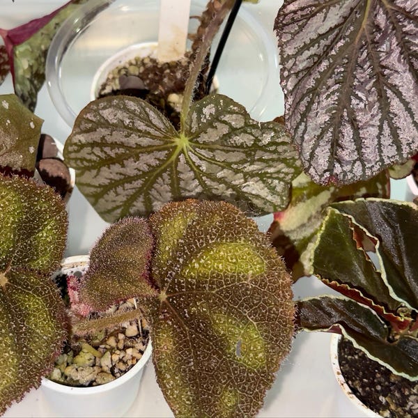 SEEDS - Begonia Sp Mantuk - Etsy