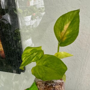 Valencia Teruno Pothos - Etsy