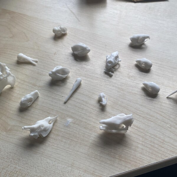 Boa Constrictor Skull - Resin Life-like Replica - Etsy