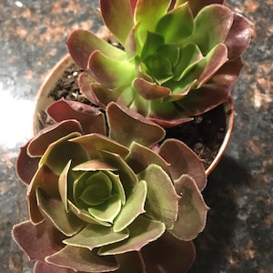 RARE Red Horn HUMMEL Jade Crassula Succulent Cutting 2 | Etsy