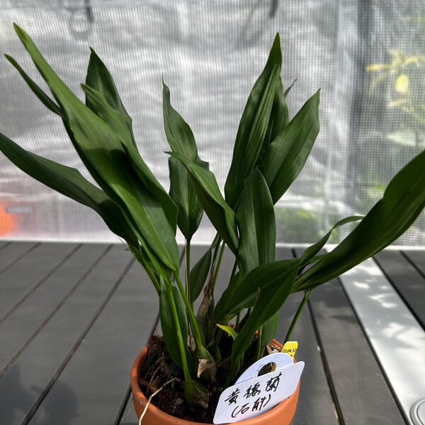 Rlc Yen Surprise 'seiko' Blooming Size Cattleya Orchid Hybrid. Fragrant ...