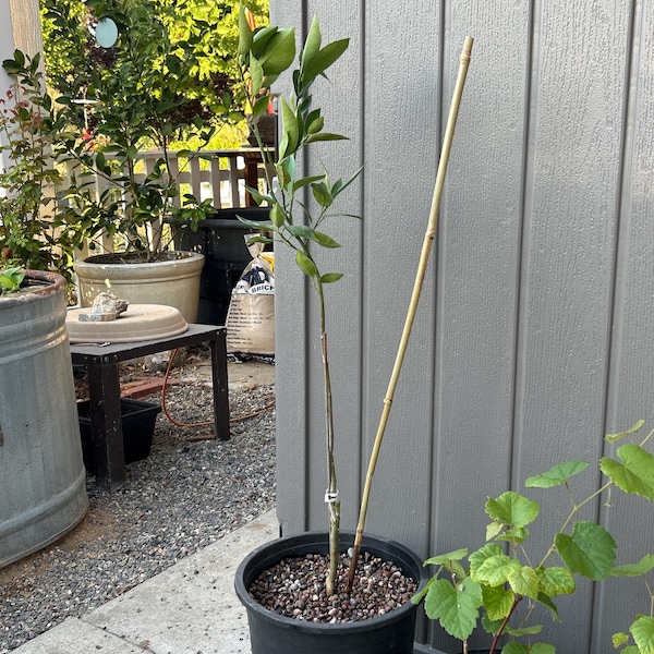 Coconut Cream Mango TREE GRAFTED (2-4 Feet Tall). Ship to All States - Etsy