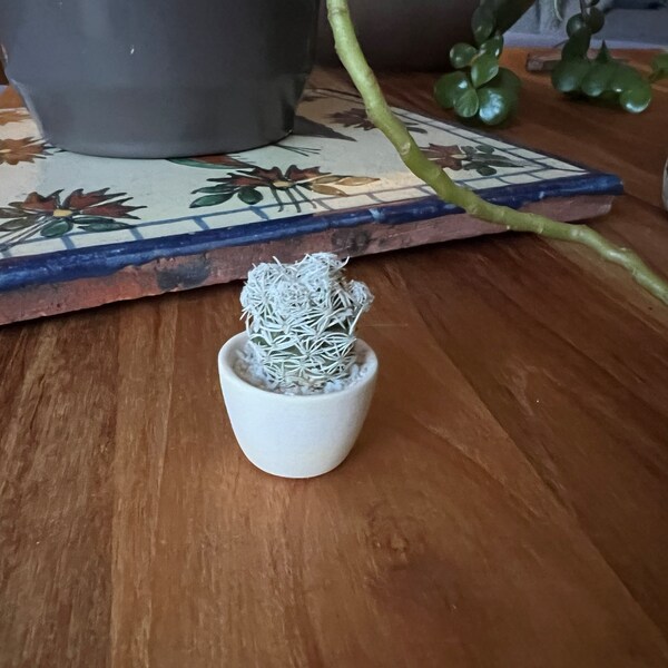 Copa Plant Propagation Vessel / Handmade Ceramic and Glass//plant ...