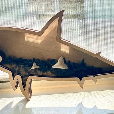 Shark Teeth Shadow Box Beach Vacation Tooth Treasures Home Decor Beach ...