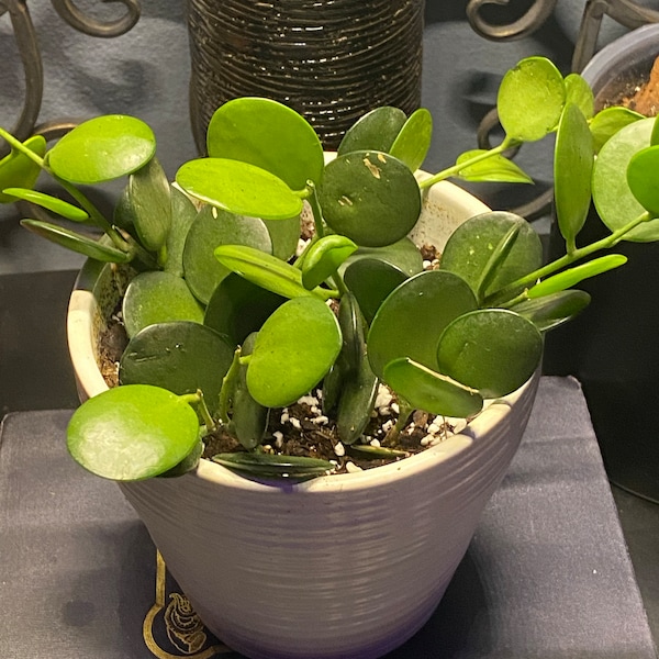 String of Coins (xerosicyos Danguyi) in 4in Pot. - Etsy