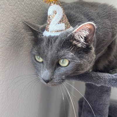 Pet Party Hat Mini Cat Birthday Party Hat Mini Cat Party Hat Dog Birthday Hat Dog Party Hat the ...