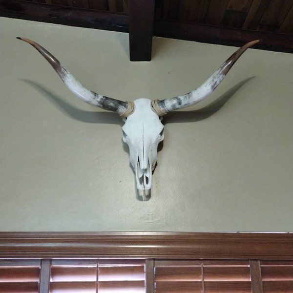 Steer Skull ART Western Decor Polished Long Horns Mounted 3' 8 Cowhide ...