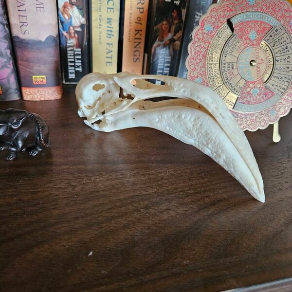 Puma or Mountain Lion Skull Replica (museum Quality) - Etsy