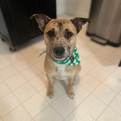 State of Michigan or Select Your State Pet Name Tag Medium 1 Max ...