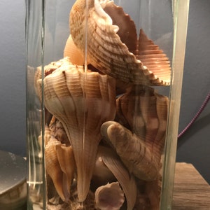 Sanibel Island Spiny Jewel Box - Etsy