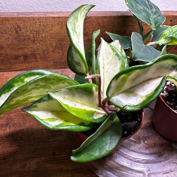 Scindapsus Silver Anne - Satin Pothos - Live Plant in 4" Pot - Etsy