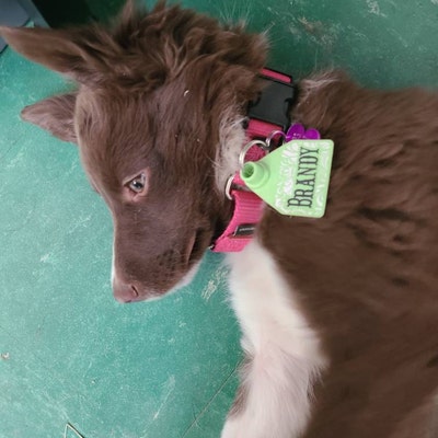 Custom Dog Tag Allflex Livestock Tags Personalized Pet ID - Etsy