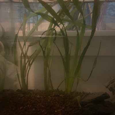 BUY 2 GET 1 FREE Corkscrew Val vallisneria Contortionisteasy Live ...