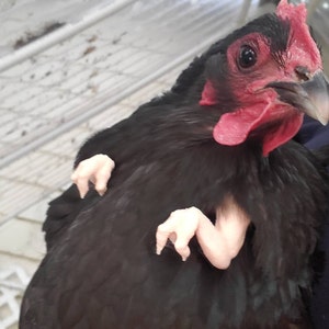 3D Printed Chicken Arms Velociraptor T-rex Dinosaur Arms - Etsy