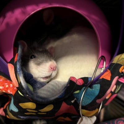 Lux Bonding Pouch for Rats, Small Animal Bonding Pouch, Sugar Glider ...