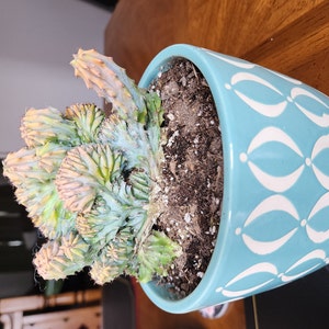 Blue Candle Crested Cactus, Blue Myrtle Crested Cactus, Myrtillocactus ...