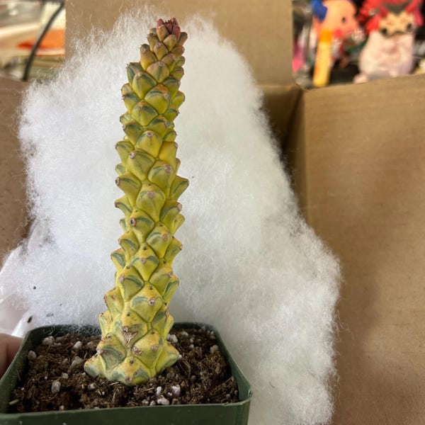 Giant Watch Chain, Princess Pine, Live Potted Succulent in 4 Pot - Etsy