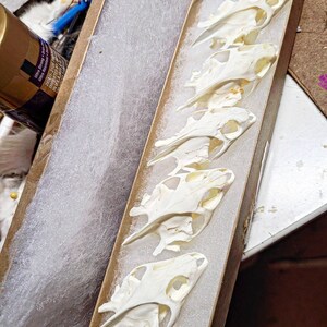 White Tail Deer Hock Bone Authentic American White Tail Deer - Etsy