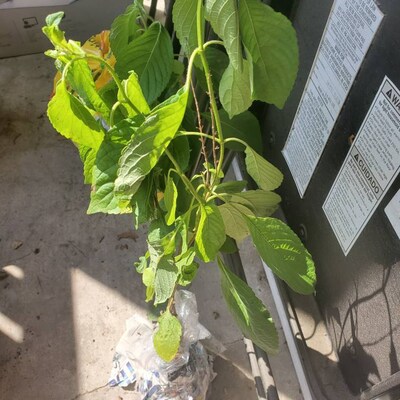 Startup Neem Plant Sadao Azadirachta Indica Plant Sorry We - Etsy