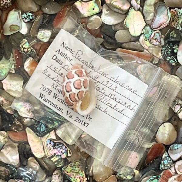 6.20" FLORIDA Keys BEACH Collected Juvenile Roller Queen, Pink Conch ...