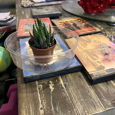 Gold Black Eyed Susan Vine Starter Plant ALL Starter Plants REQUIRE You ...