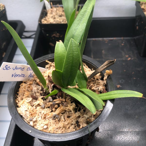 Double Rose Pikake (hawaiian Pronunciation of “peacock”) a Sweet ...