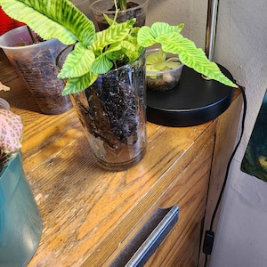 Live Angel Wing Begonia medora Starter Plant USA SELLER - Etsy