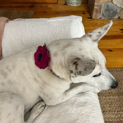 Rifle Paper Co Print Dog Collars 9 Cute Floral Trendy Patterns No ...