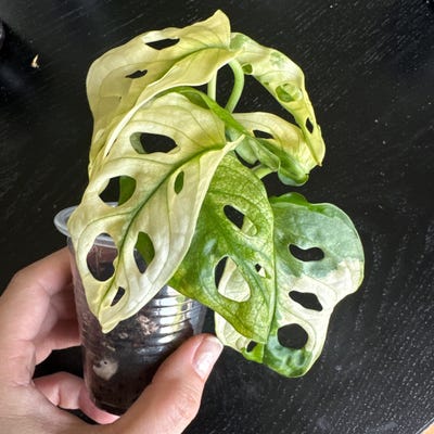 Teruno Pothos Venus Epipremnum Aureum 'venus' Terunoworld - Etsy
