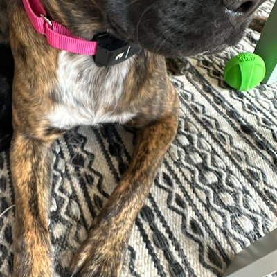 Fi Series 2 Collar Adapter - Etsy