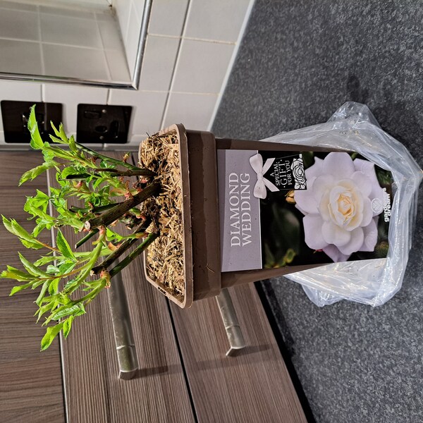 Diamond Wedding Rose - 60th Wedding Anniversary Gift - Help Celebrate a ...