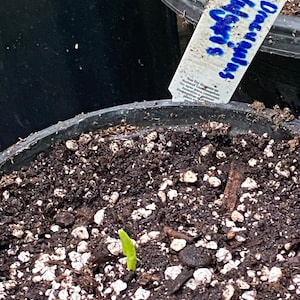 20 ARUM ITALICUM fresh Seed italian Arum, Lords and Ladies ...