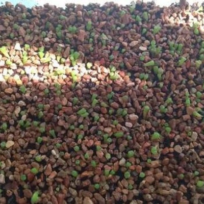 Trachyandra Tortilis Seeds Albuca Namaquensis 50pcs/pack - Etsy