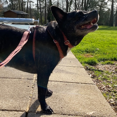 Redrum Stylish Shining Halloween Dog Collar - Etsy
