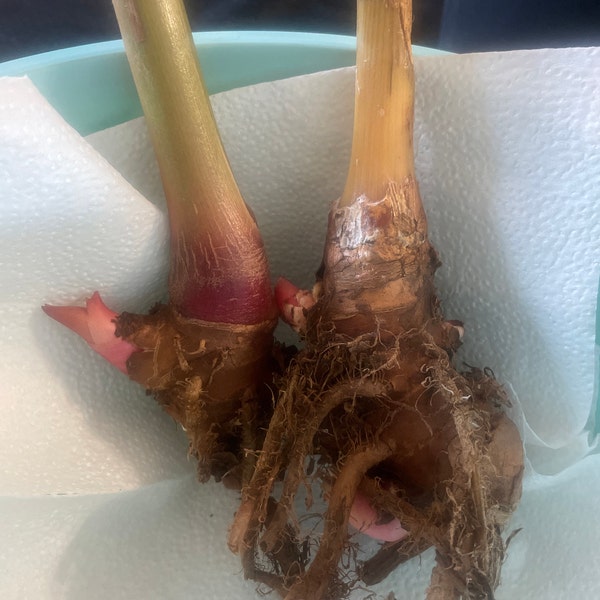2x Yellow Butterfly Ginger Rhizomes With Stalk. Exotic Tropical Ginger ...