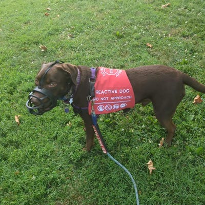 Dog Leash Wrap, Dog Leash Sleeve, Dog Leash, Dog Gear, Custom ...