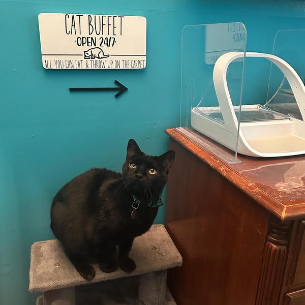 Funny Cat Sign, Cat Lovers Decor, Crazy Cat Lady, Funny Cat Quote, Wood ...