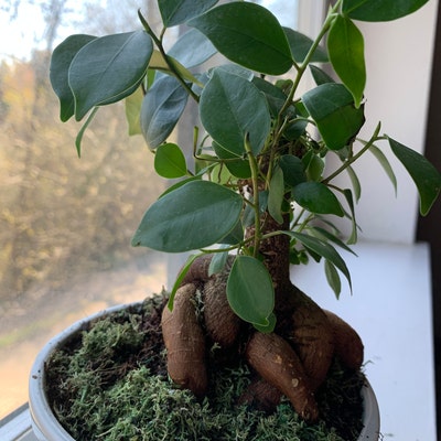 Variegated Tri Color Ginger Tropical Plan,t Red, Green, White, Garden ...