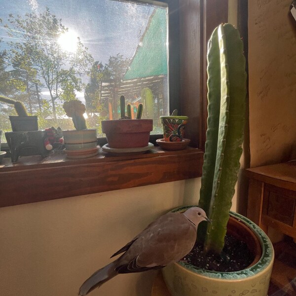 Opuntia Cactus Dinner Plate Nopal Silver Dollar Cactus 22”tall 14" Wide ...