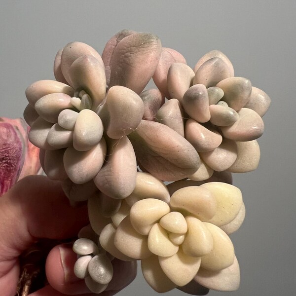 Graptopetalum Ellen Variegated-succulent - Etsy