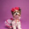 Cupcake Dog Harness Dress, Birthday Dog Dress, Tutu Dog Dress. Dog ...
