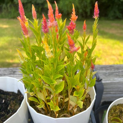 20pcs Hosta Plantaginea Fragrant Plantain Seeds Fire and Ice Shade Pink ...