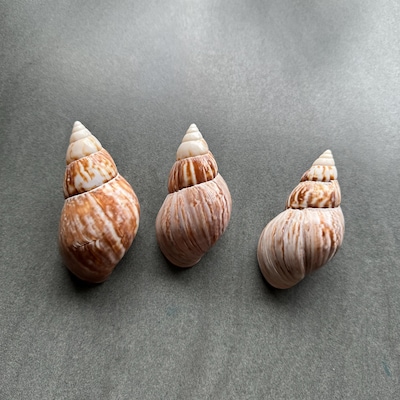 Polished Ribbed Pica I Hermit Crab Shell I Black and White Polished ...